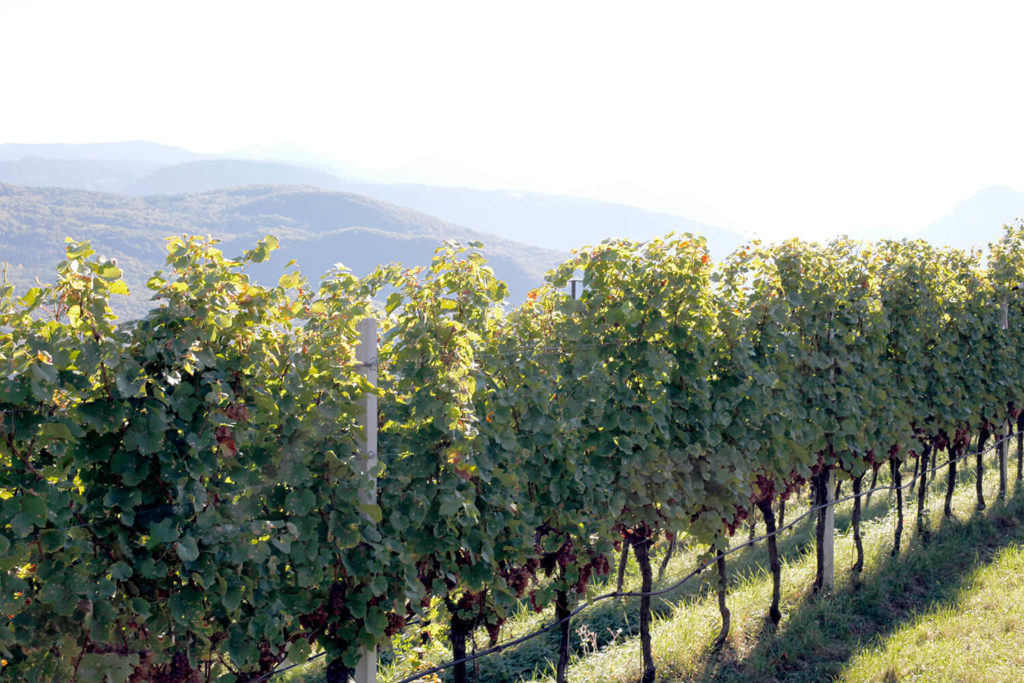 reben - www.seppi.wine